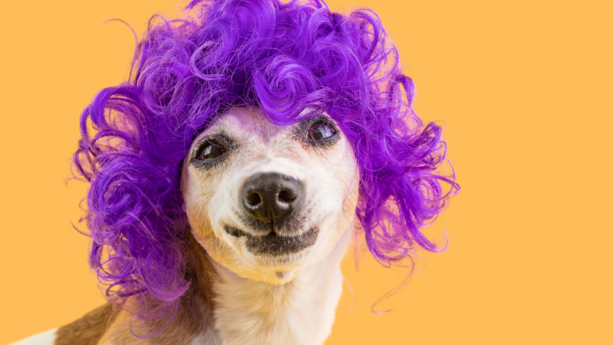 7 Weird Things Dogs Do Around Their Pet Parents—and Why