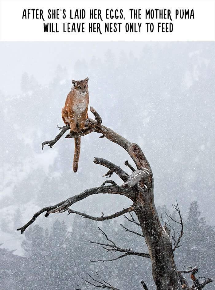11 Fake Animal Facts that are Funny and Ridiculous