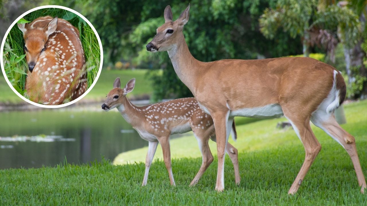 What To Do If You Find A Baby Deer All Alone