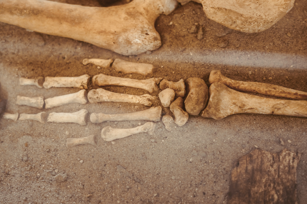 Fossils Reveal How Ancient Human Relatives Used Their Hands For ...