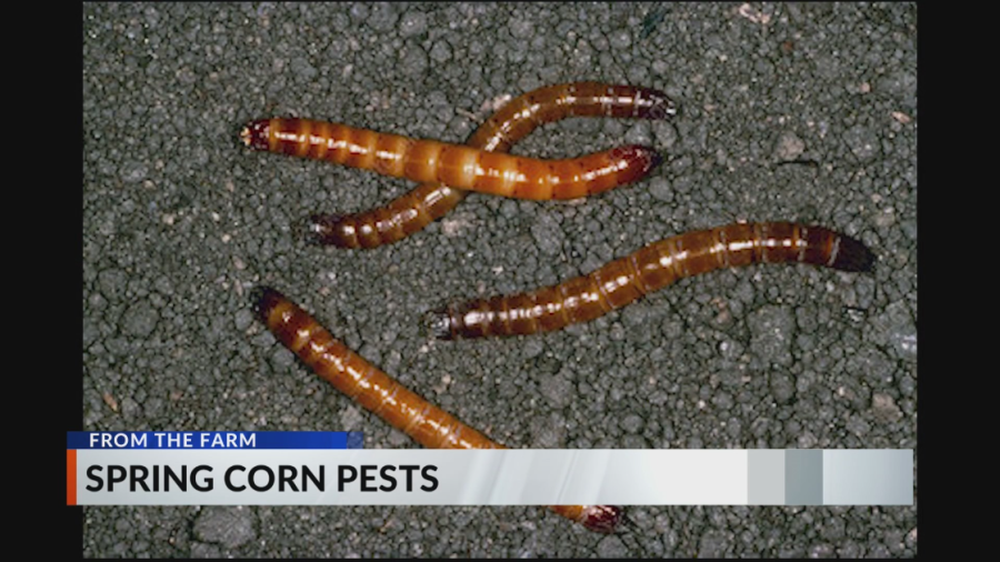 From the Farm: Planting crops turns to scouting for insects