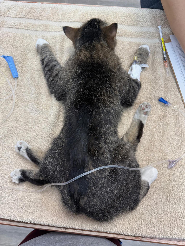 Edmonton six-legged cat on the mend after surgery