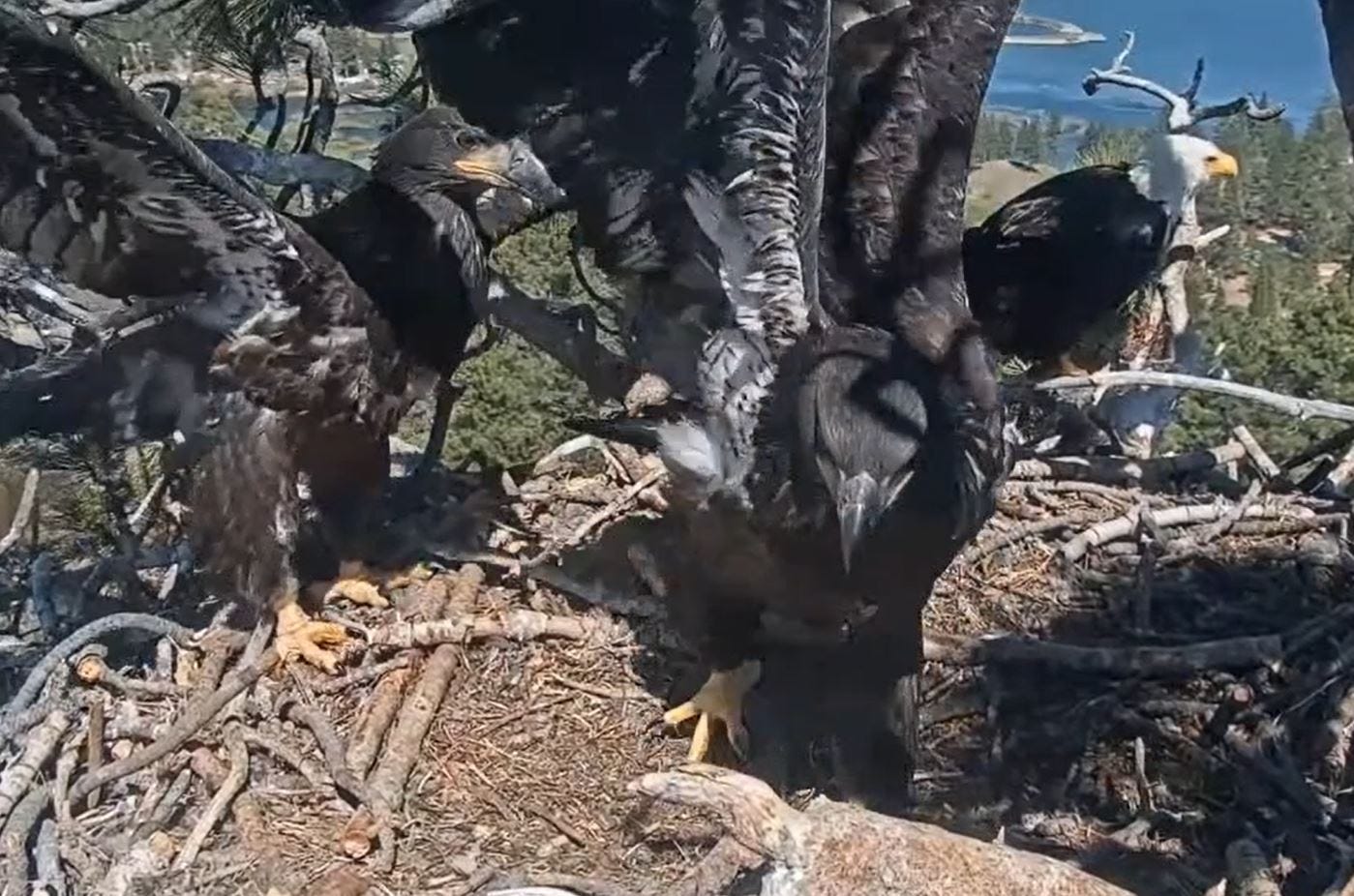 Bald eagle couple Jackie and Shadow's eaglets Sunny and Gizmo should be ...