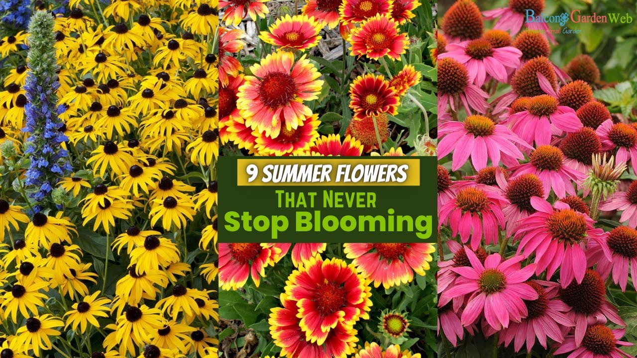9 Flowers that Never Stop Blooming. You Must Watch