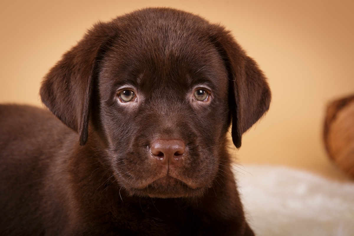 Chocolate Labrador Puppy Hears Vinyl Record for First Time and Is ...