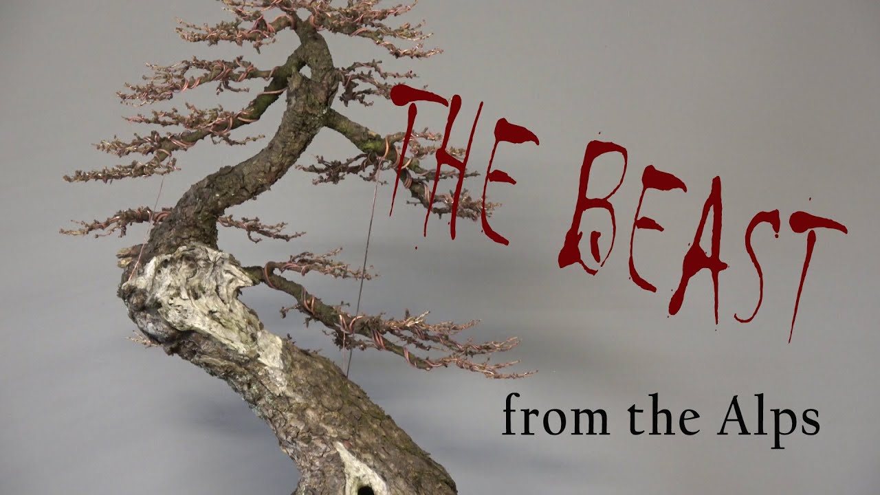 Beast from the Alps – Styling a Powerful Alpine Bonsai