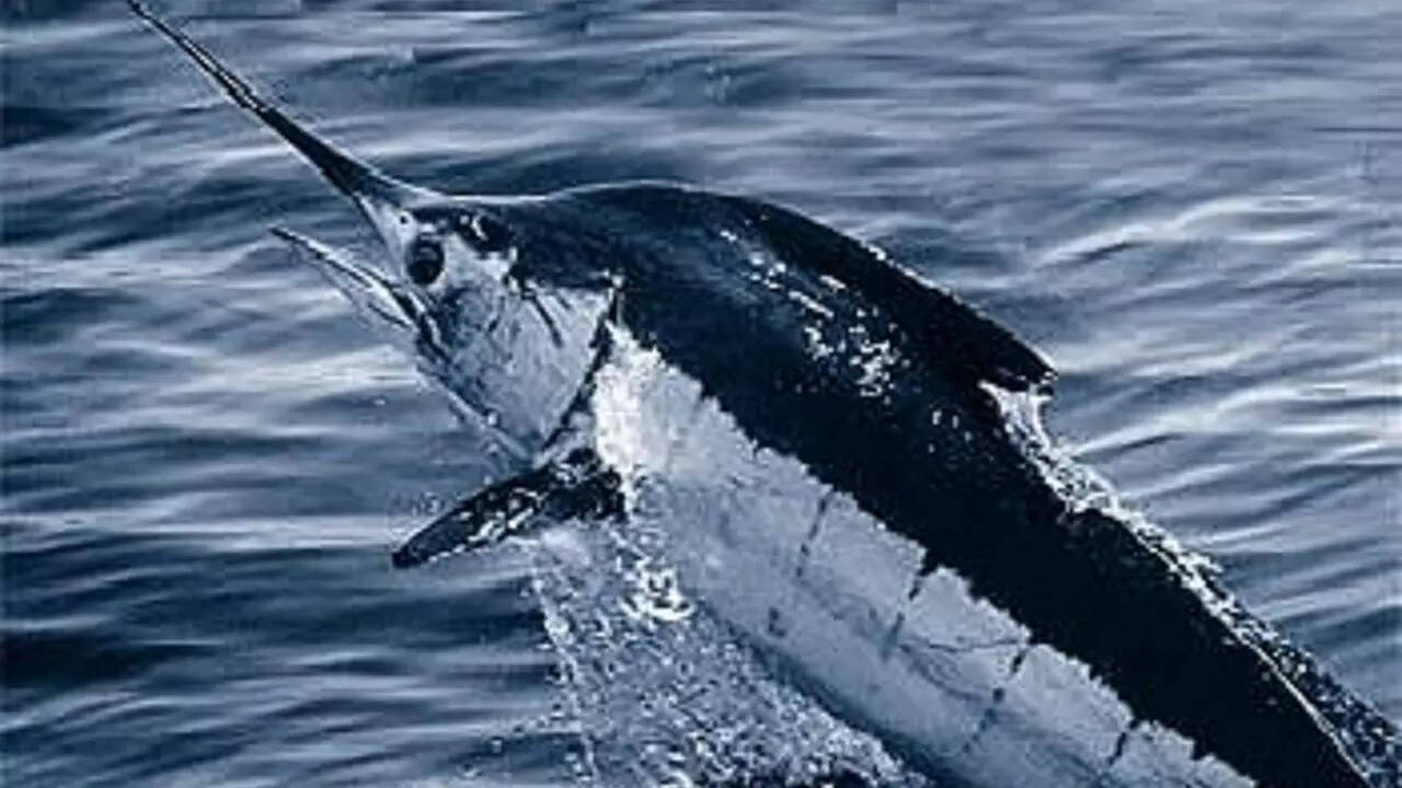 BLACK MARLIN IS THE WORLD’S FASTEST FISH; KNOW ABOUT ITS PHYSICAL ...