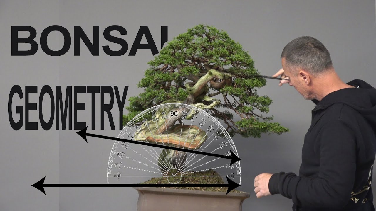 Bonsai Geometry – The Art of Perfectly Shaping Trees