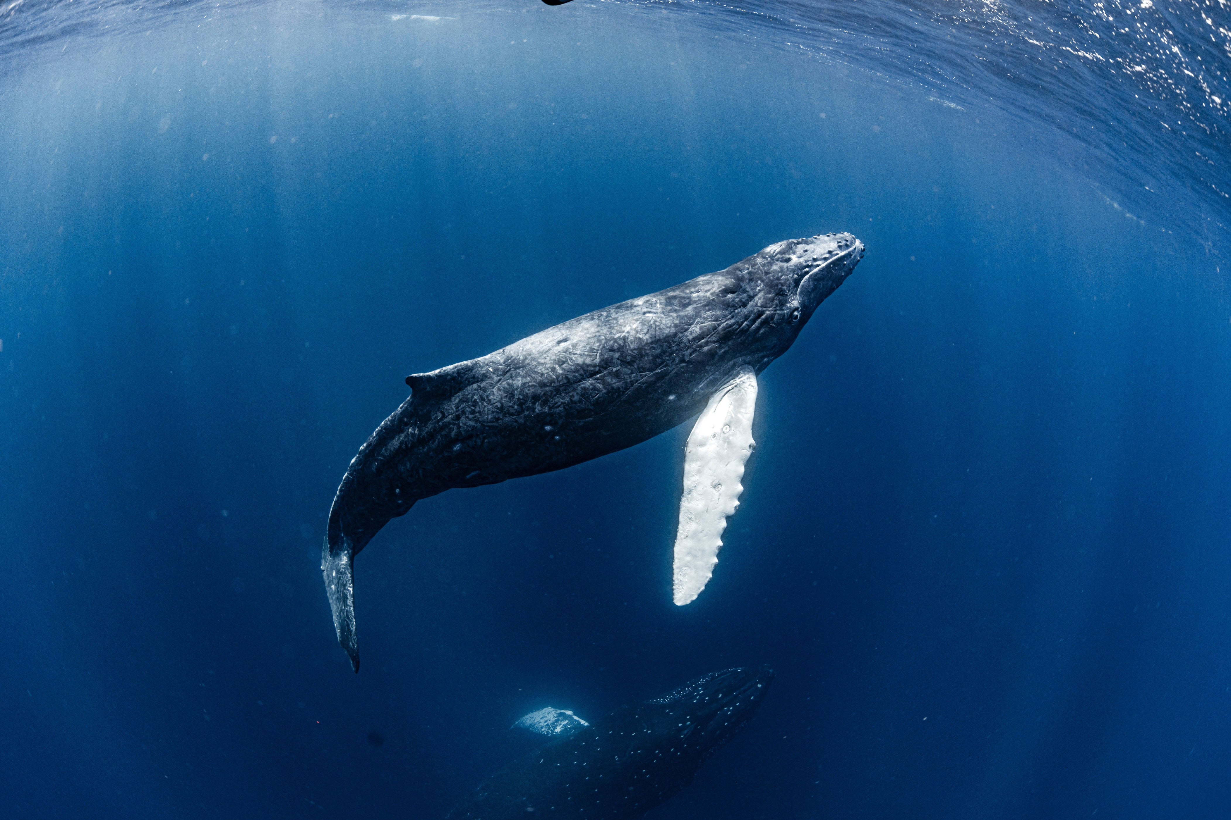 This Unbelievable Humpback Whale Swam 2,600 Miles Despite Missing A ...