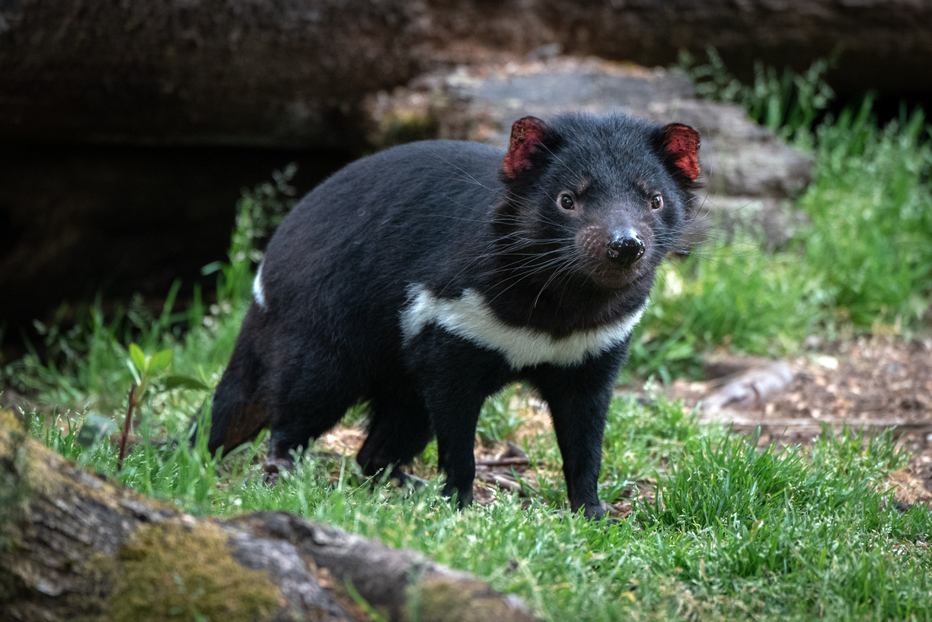 Australia's most iconic wildlife