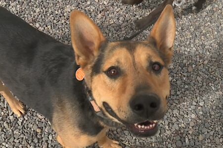 Fetch A Friend: Giving shelter dogs a real shot at love