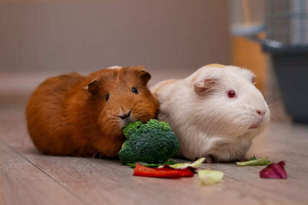 Best Small Pets for Beginners – Avoid These Too!