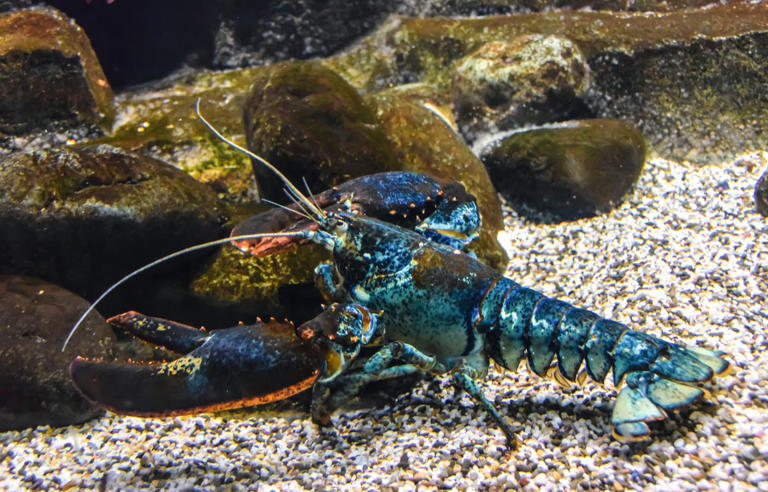 Tout savoir sur le homard