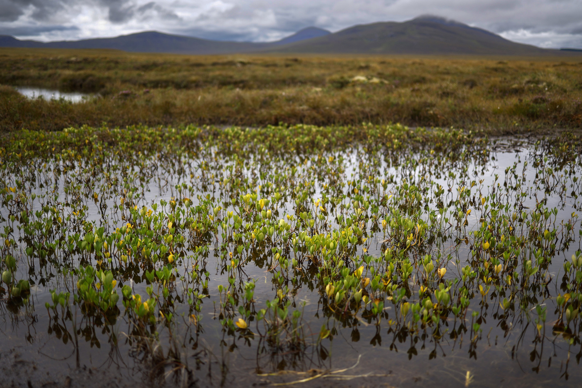 Hvorfor er moser så vigtige for klimaet og naturen?