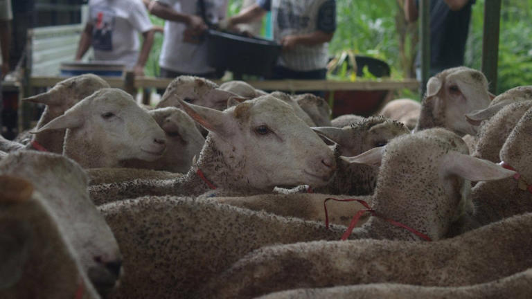 Harga Kambing dan Sapi Kurban 2025 Jawa Tengah