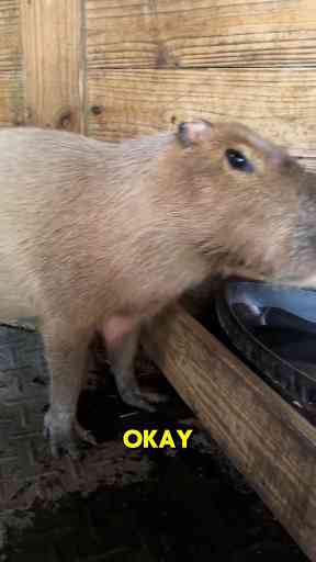 Capybara Back Scratching – The Perfect Song for This Adorable Moment!