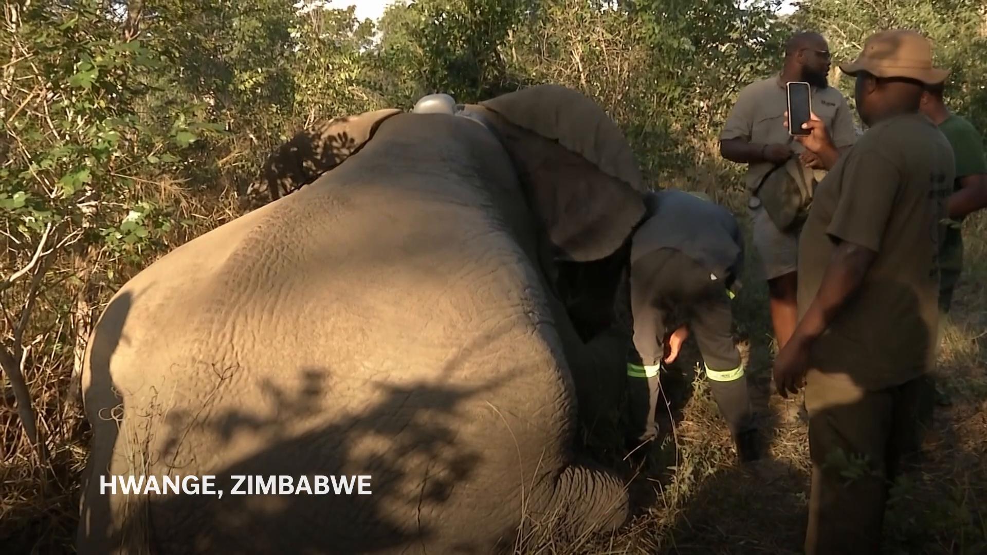 Zimbabwe is full of elephants and conflict with villagers is growing. A ...