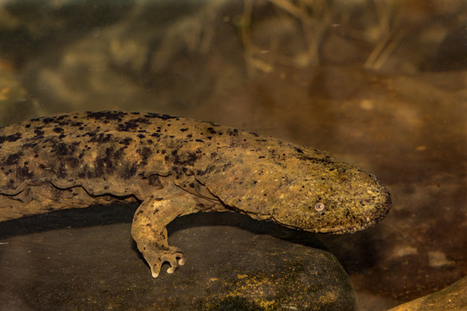 Protecting PA's eastern hellbender on Endangered Species Day