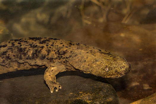 Protecting PA's eastern hellbender on Endangered Species Day