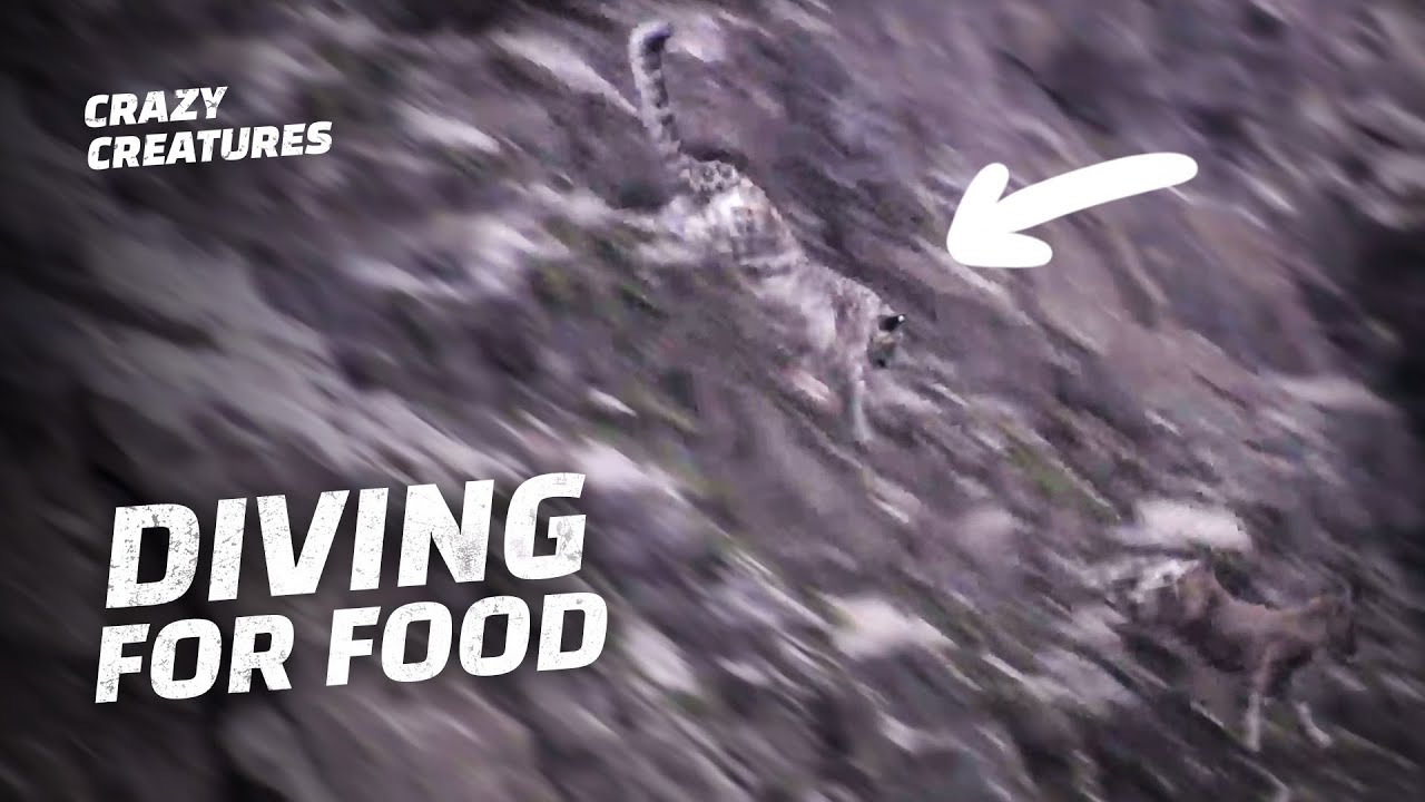 Masters of the Mountains: Snow Leopards in Action