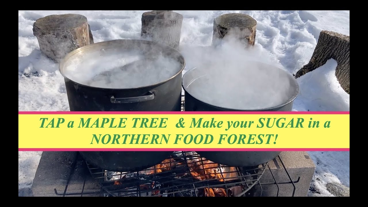 Tapping Maple Trees & Storing Sap | Make Your Own Sugar in a Northern ...