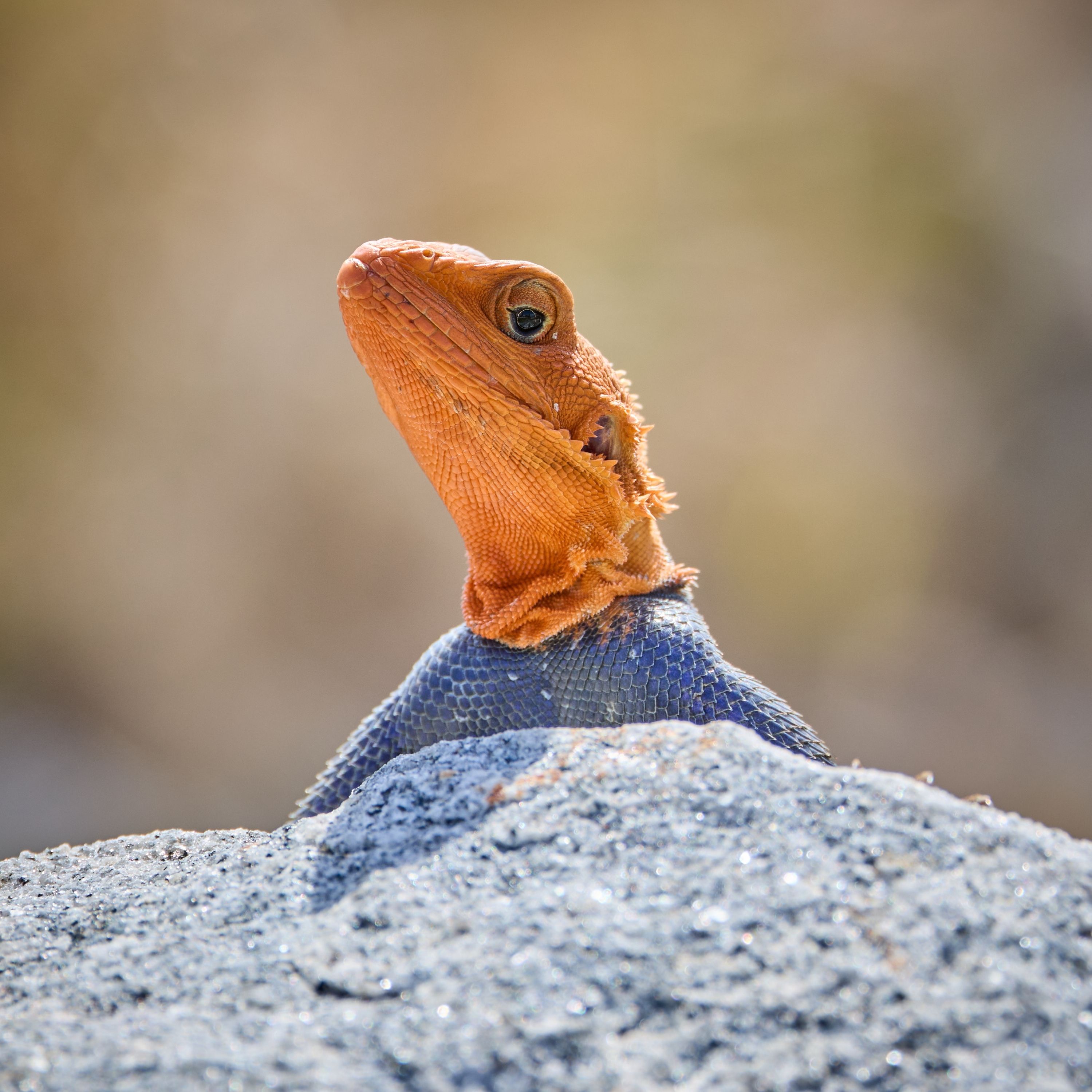 Orange Lizards Are Invading Florida, And Experts Fear They Could Cause A Lot Of Damage