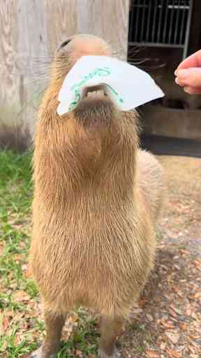 Pumpkin the Capybara Says Cappy Birthday – Edible Capygrams Available!
