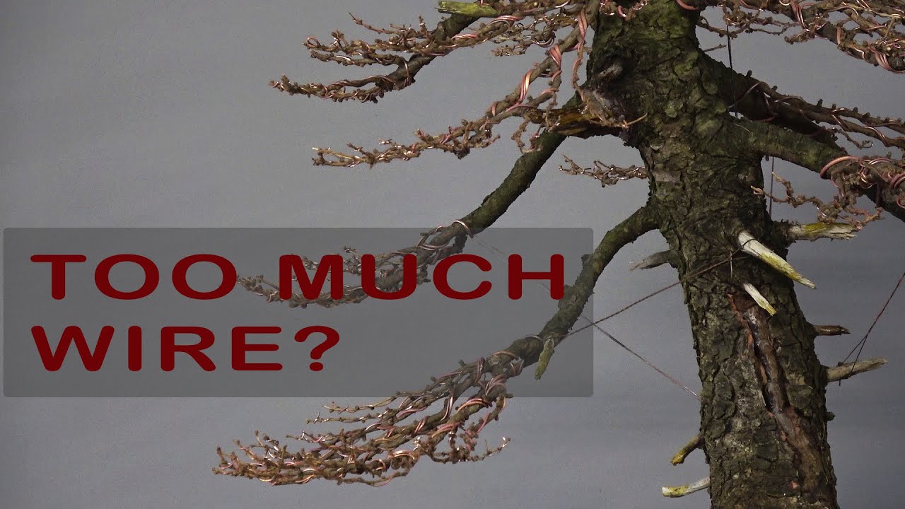 When Is Too Much Wire? – Bonsai Wiring Tips and Techniques