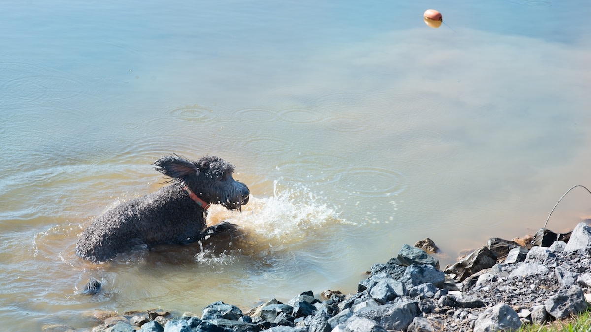 Florida Doodle at Lake Evades Capture Like a Furry Little Criminal at Large