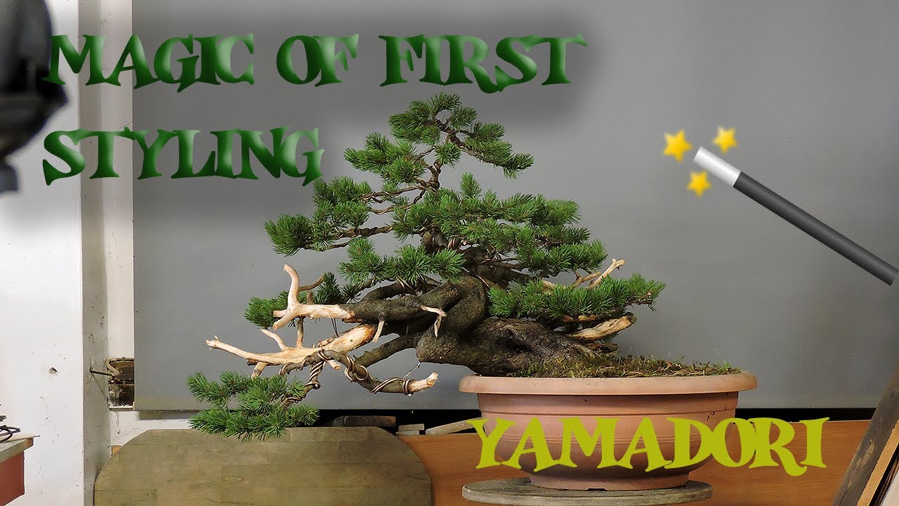 The Magic of First Styling – Transforming a Bonsai from the Start