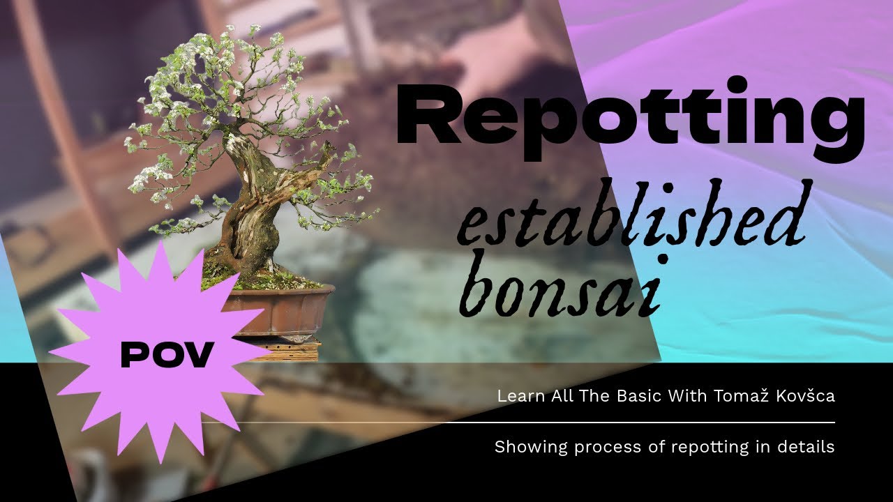 How to Repot an Established Bonsai – Step-by-Step Guide