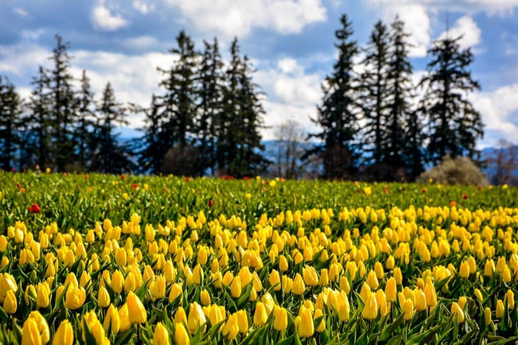 Top 10 Spring Destinations in the USA