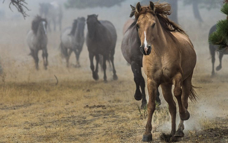 Horses were running between Asia, North America 50,000 years ago: study