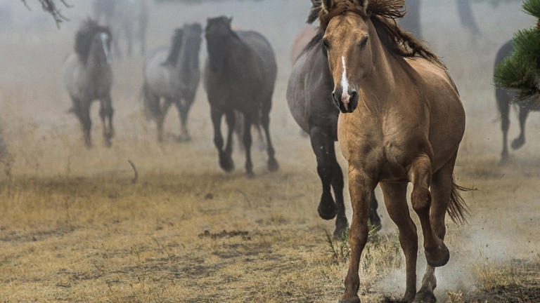 Horses were running between Asia, North America 50,000 years ago: study