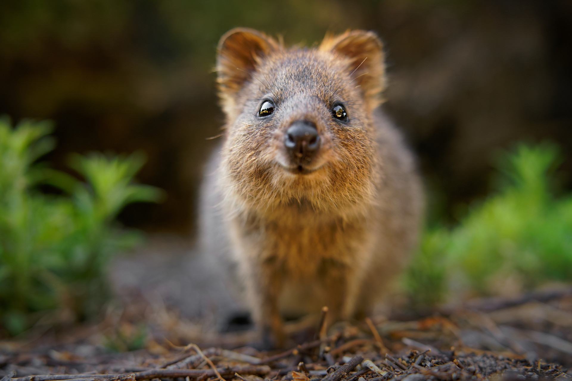 Australia's most iconic wildlife