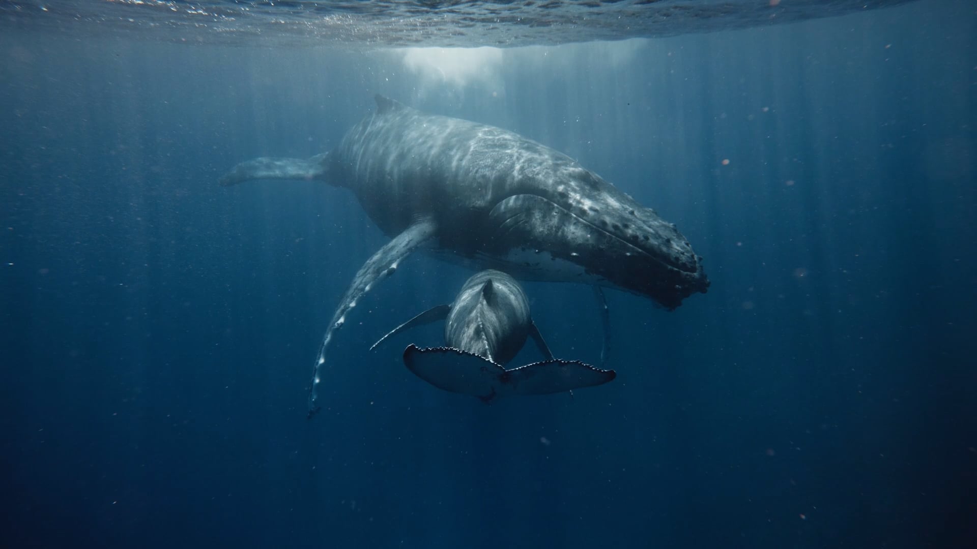 Wale hautnah: Einblicke aus den Tiefen des Ozeans