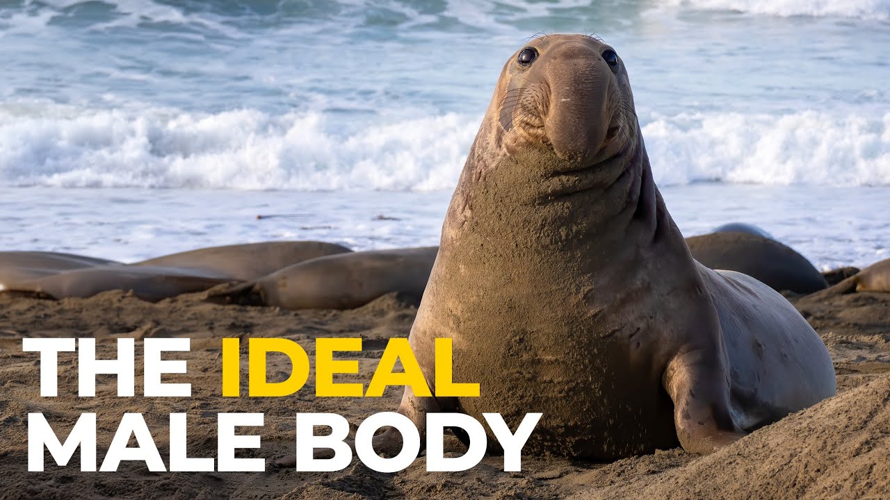 The insane biology of the elephant seal