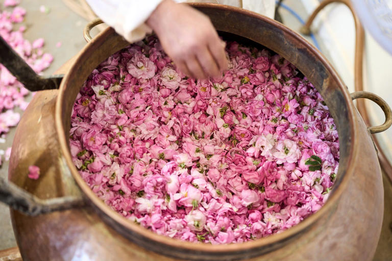 AP PHOTOS: The desert blooms, roses perfume the air and a Moroccan town ...