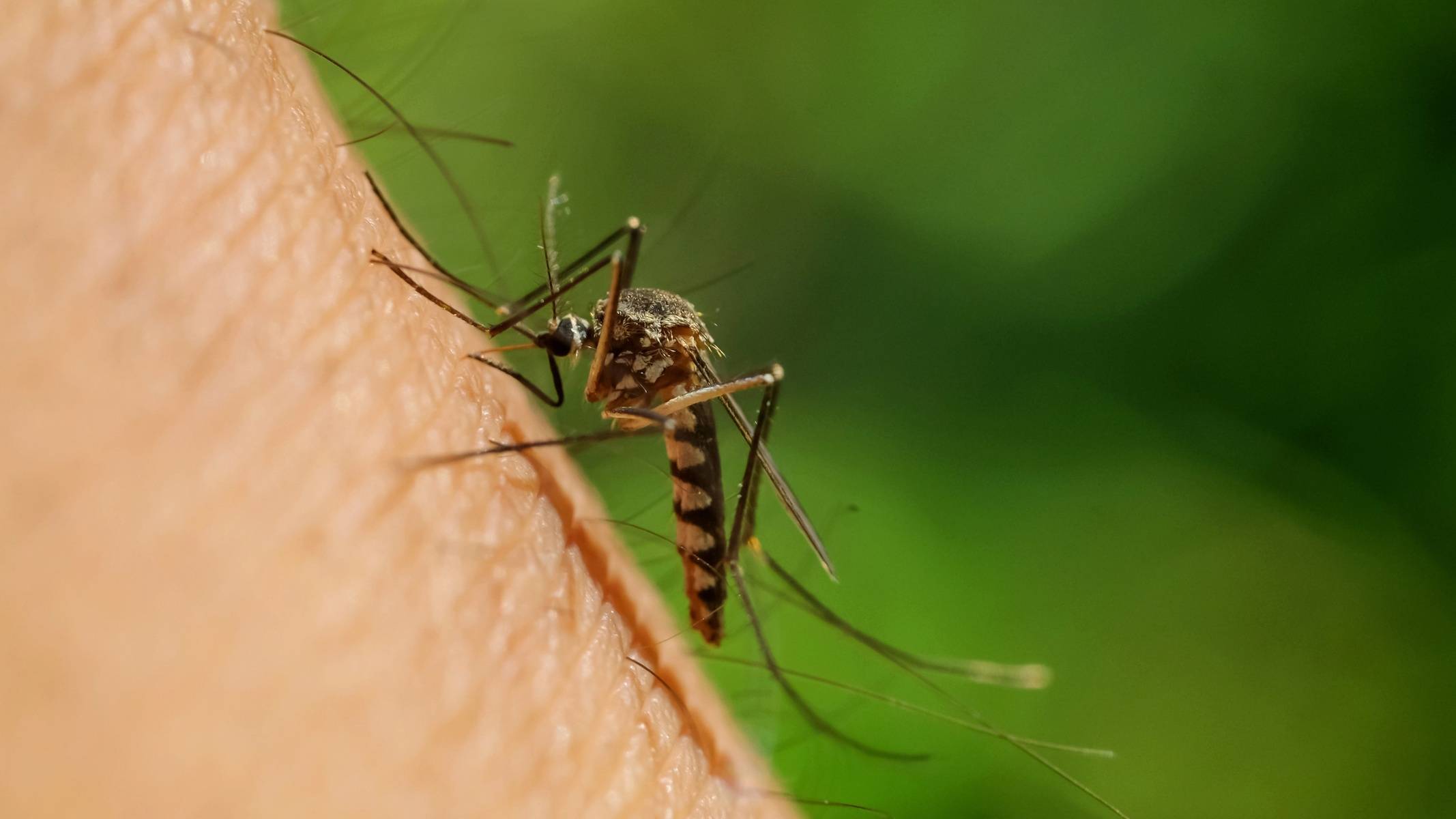 Komáři zmizí z vaší zahrady. Tato rostlina je odpuzuje lépe než chemie