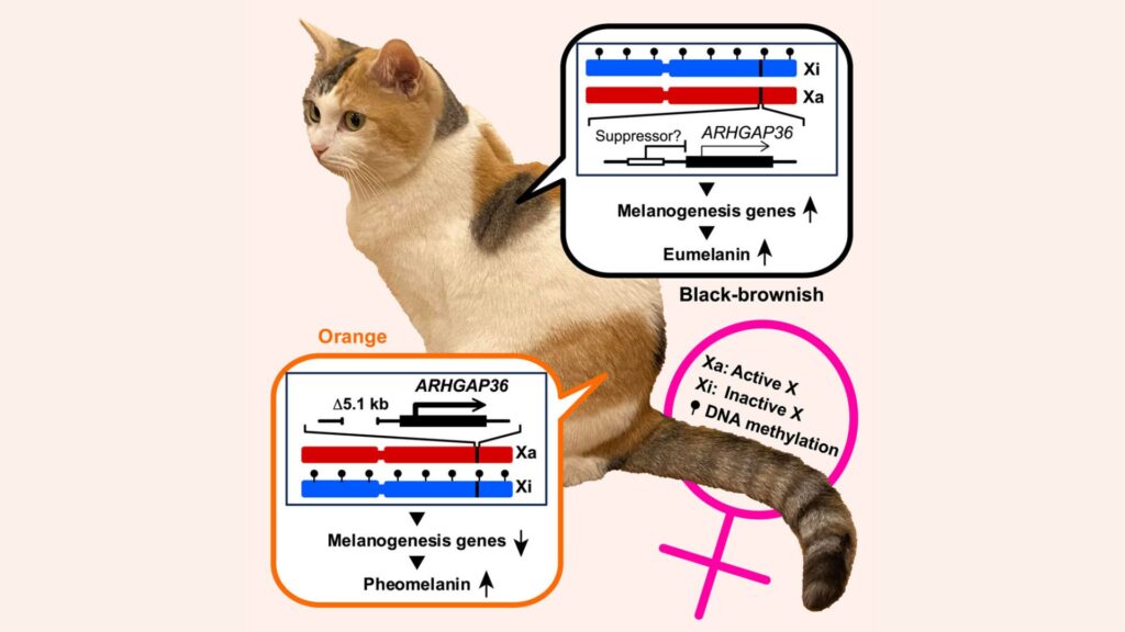 La science a enfin compris pourquoi les chats sont roux