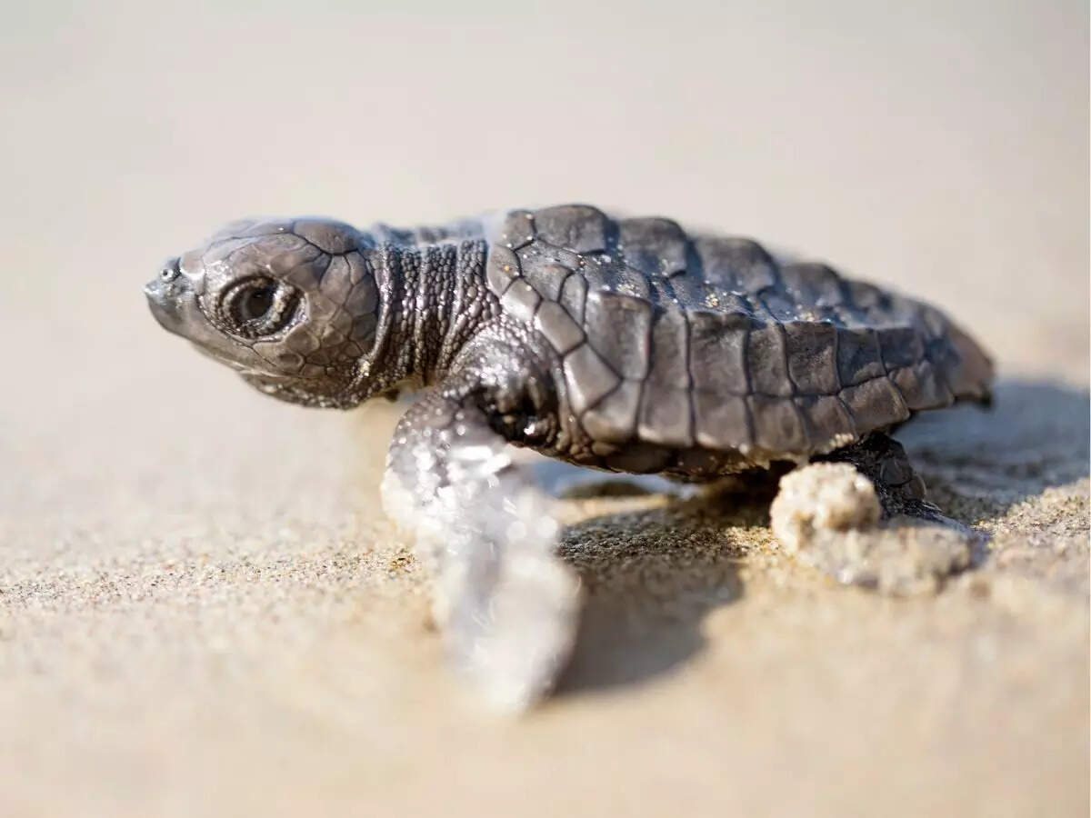 Around the bay in 51 days: Olive Ridley turtle almost completes 1,000 ...