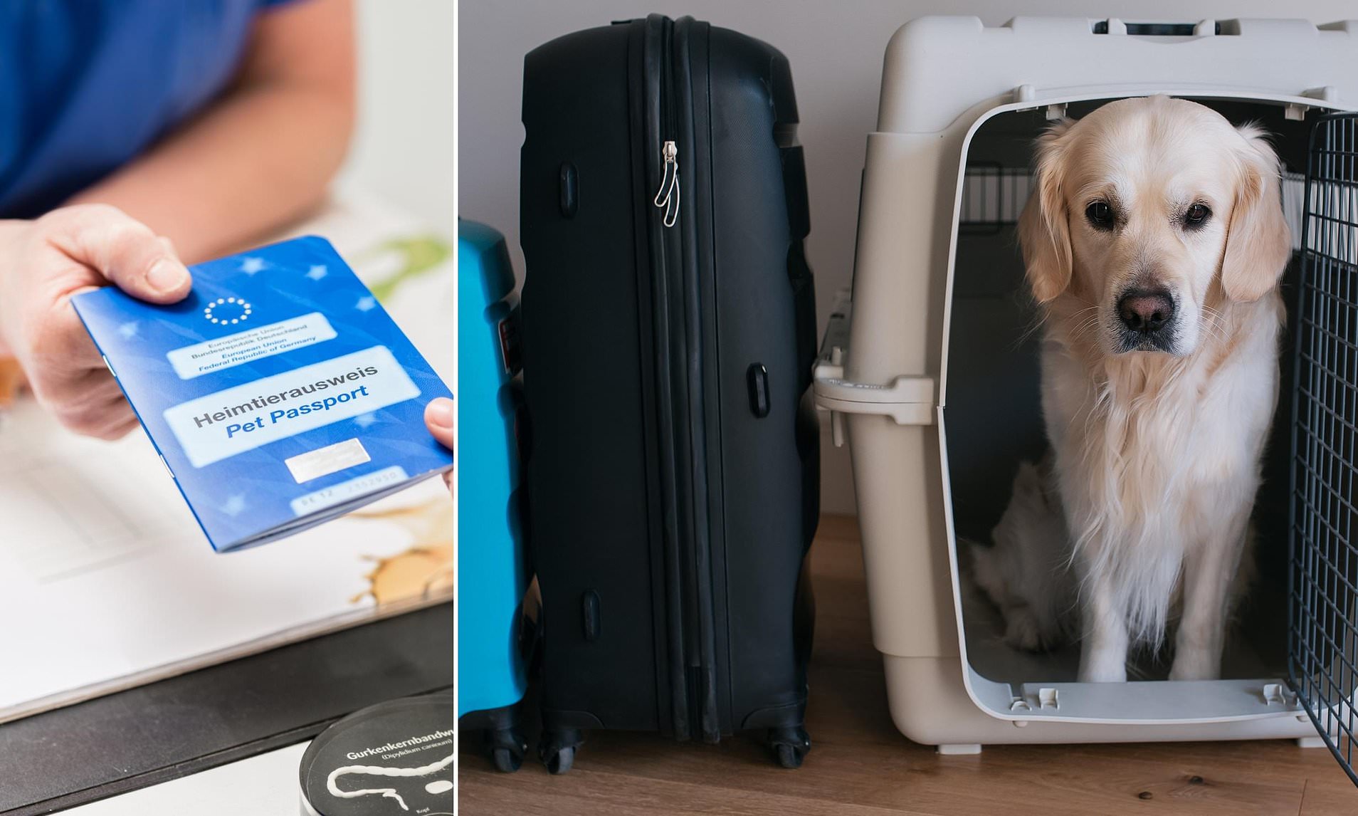 UK asks to rejoin EU pet passport scheme