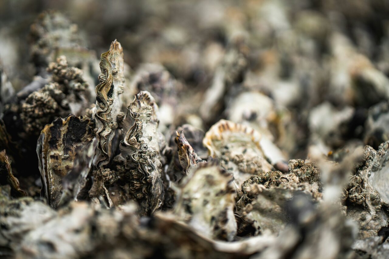 How Denmark's oysters are transforming foodies into citizen scientists