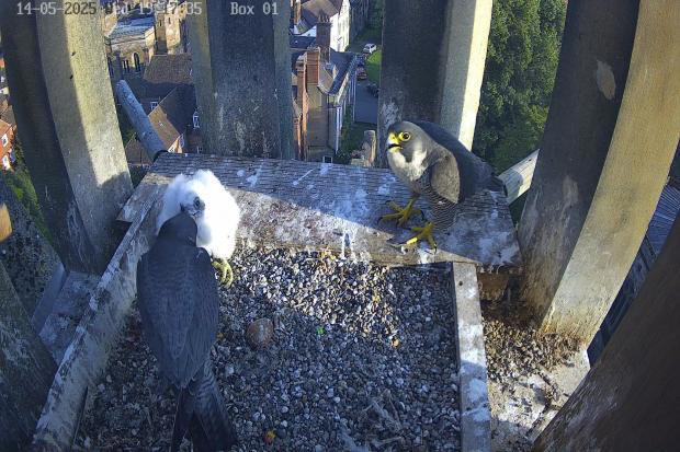 Heartbreak as last Worcester cathedral peregrine chick dies