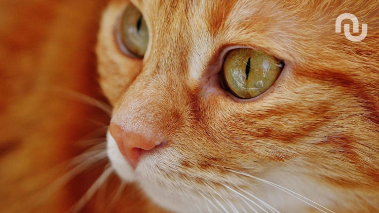 La science a enfin compris pourquoi les chats sont roux