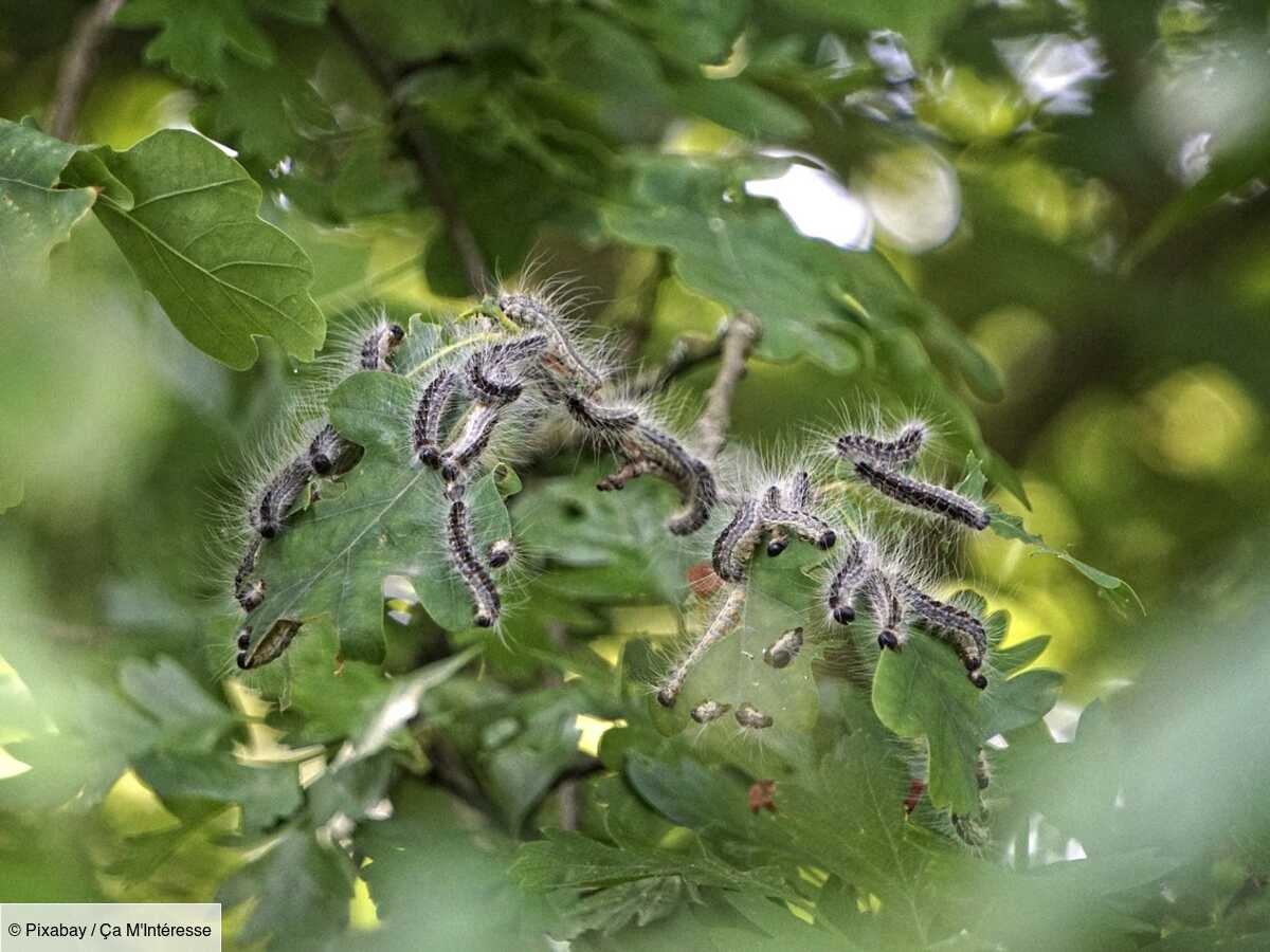 Cet insecticide naturel est redoutable contre les chenilles ...