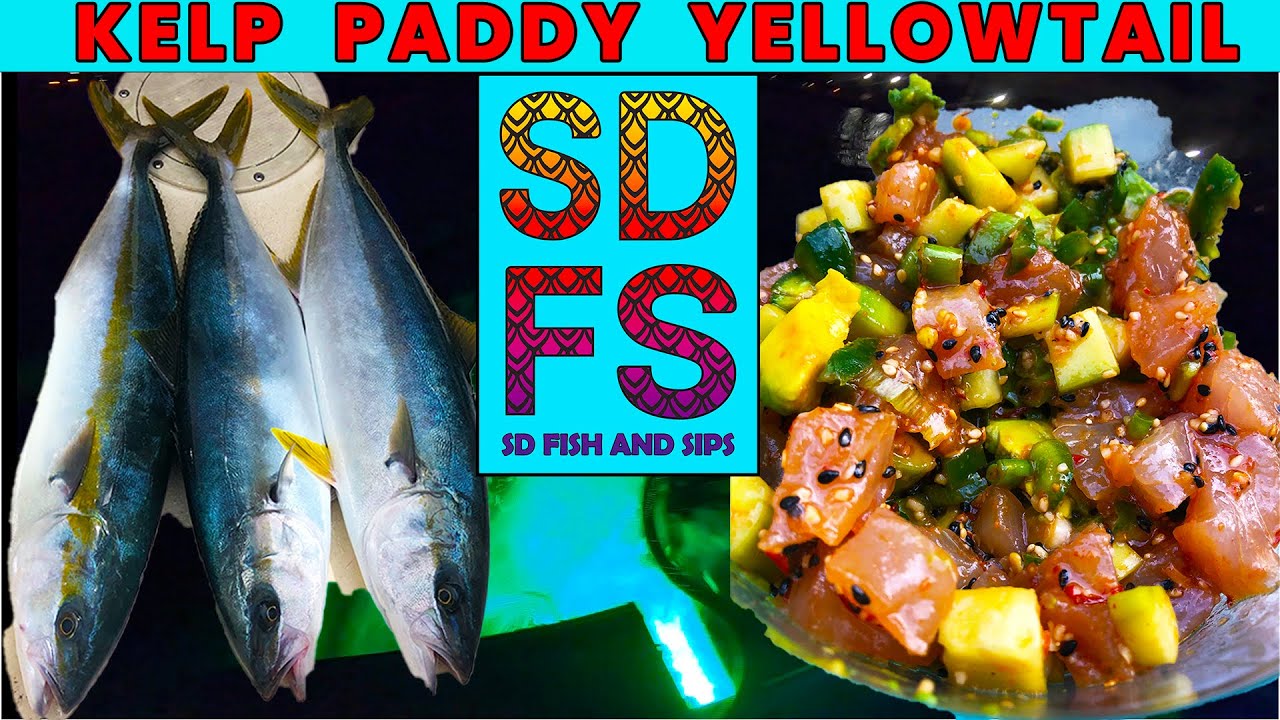 Yellowtail Jackpot! San Diego Kelp Paddy Fishing + Poke Recipe