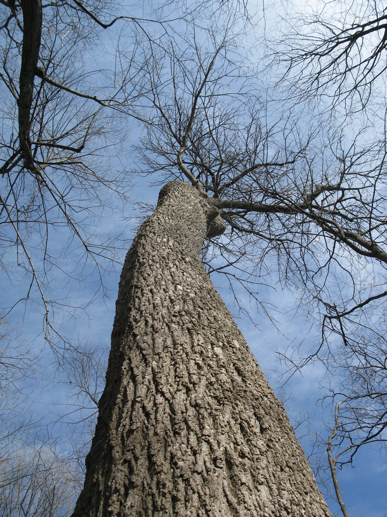 Iowa DNR Big Tree program monitors natural giants across the state. See ...
