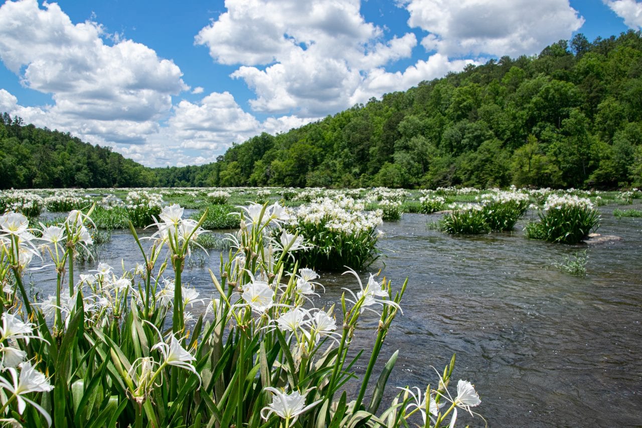Chasing Blooms: Your Guide to Seeing Alabama’s Cahaba Lilies While You Can!