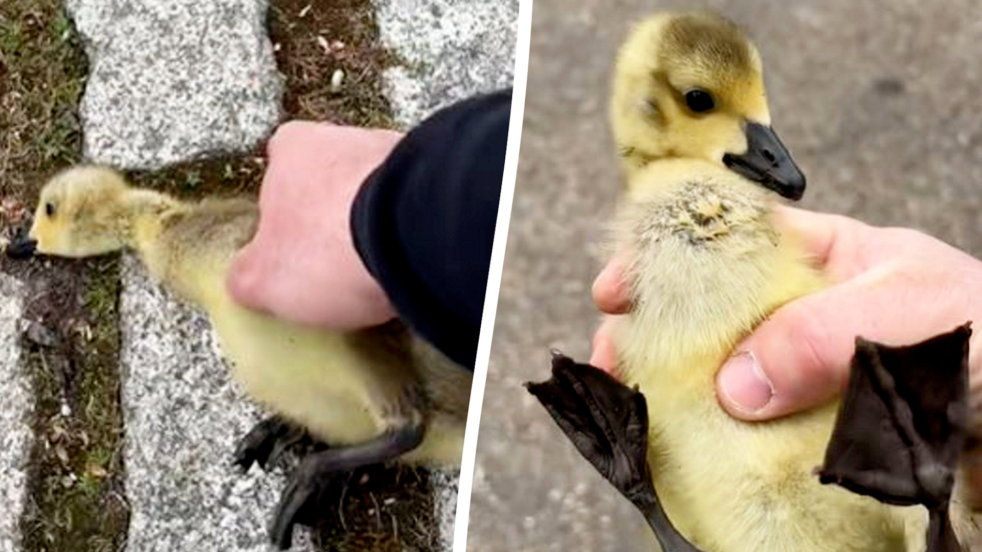 Man rescues baby goose after crow attacks flock